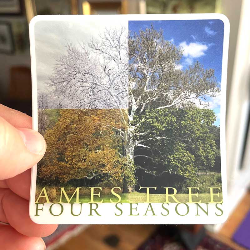 Ames Tree Sticker – Shop Iowa